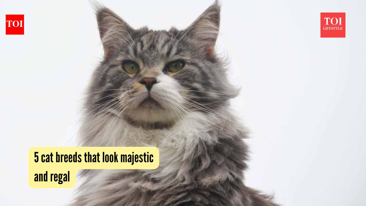 5 cat breeds that look majestic and regal