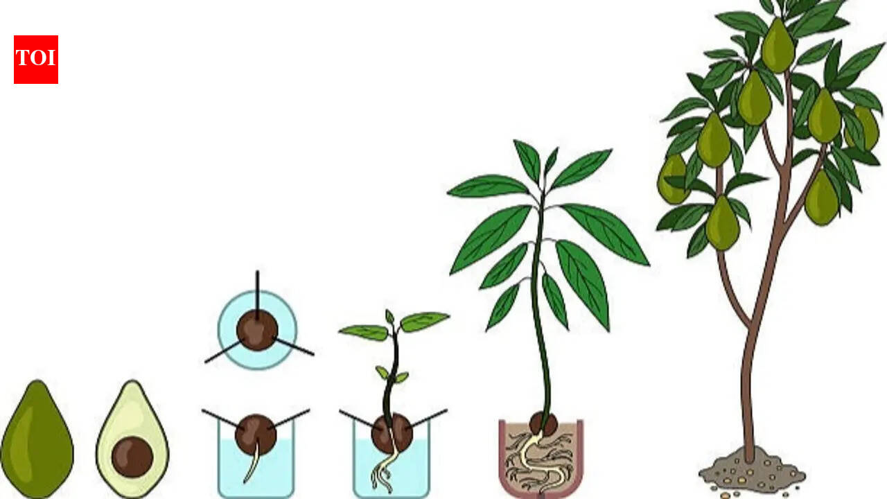How to grow avocado plant in a pot (Simple step-by-step guide for ...