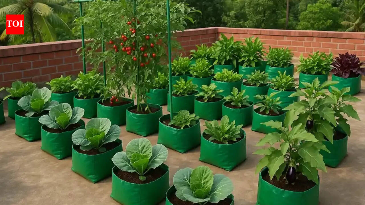 The ₹50 gardening hack Indian terrace gardeners swear by