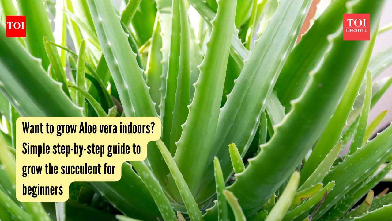 Want to grow Aloe vera indoors? Simple step-by-step guide to grow the ...