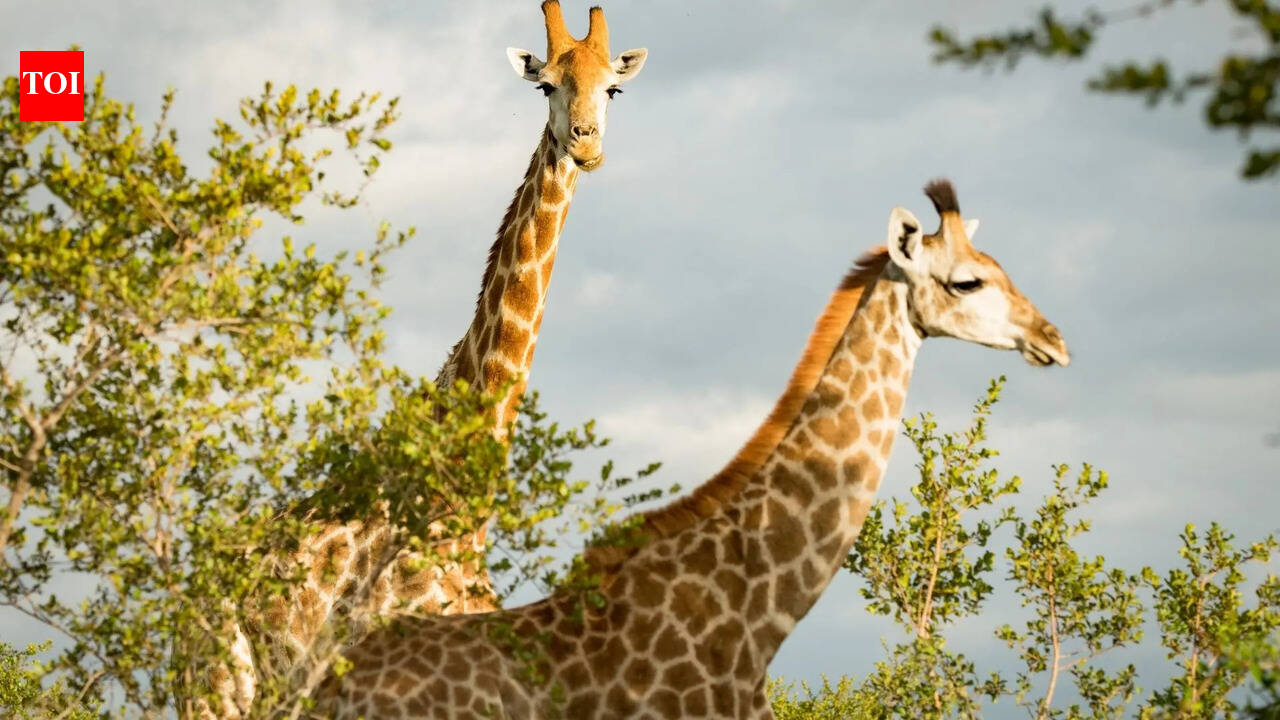 8 giraffe facts that shock even wildlife lovers