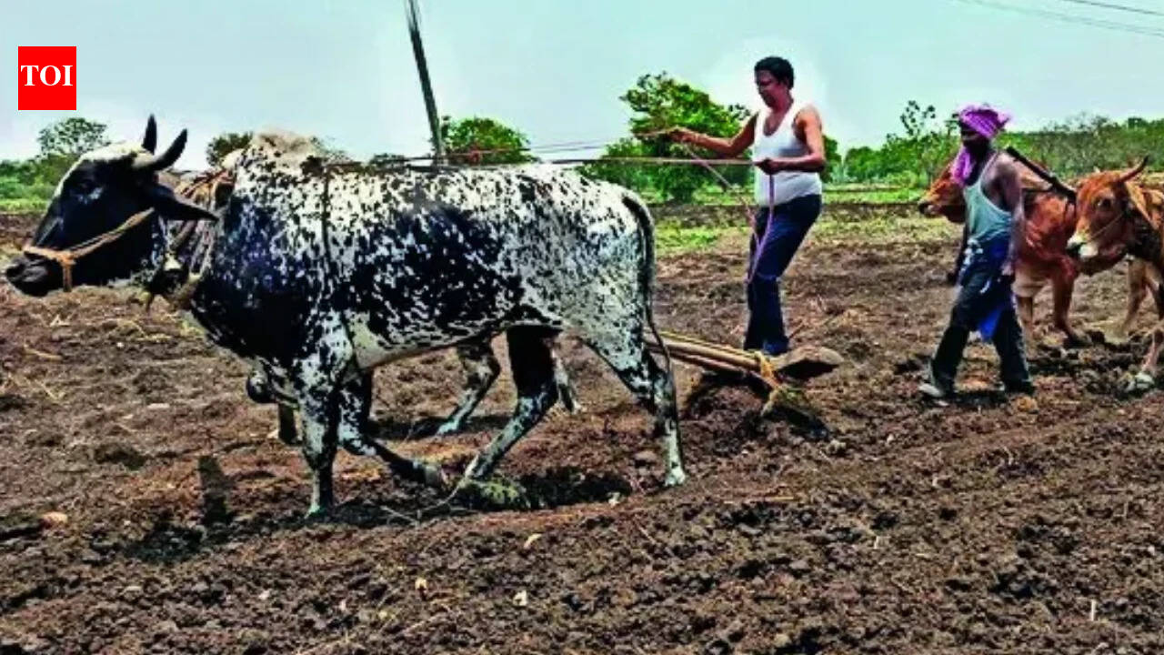 Marathwada farmers refit ploughs on oxen amidst diesel shortage ...