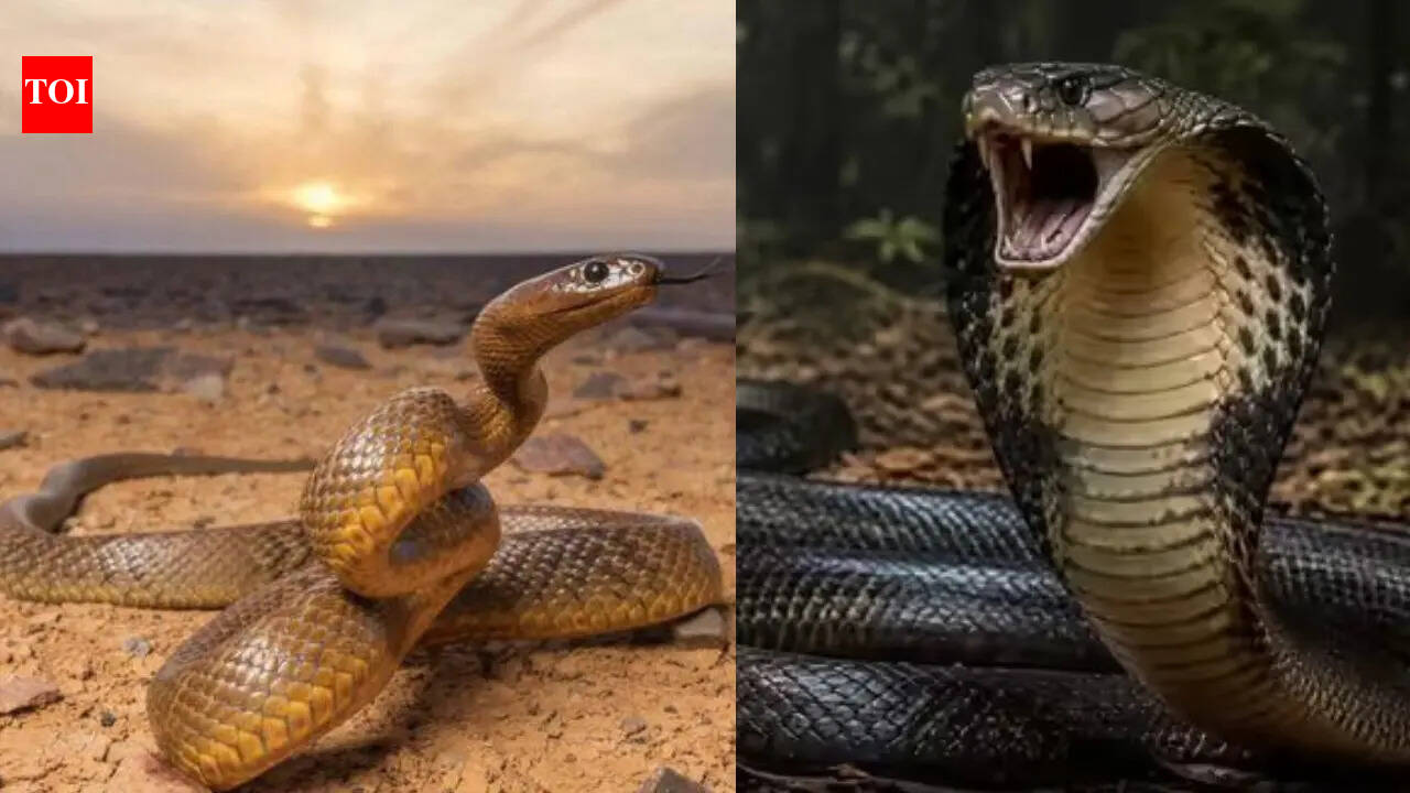 Inland Taipan vs King Cobra: Which snake is truly more dangerous?