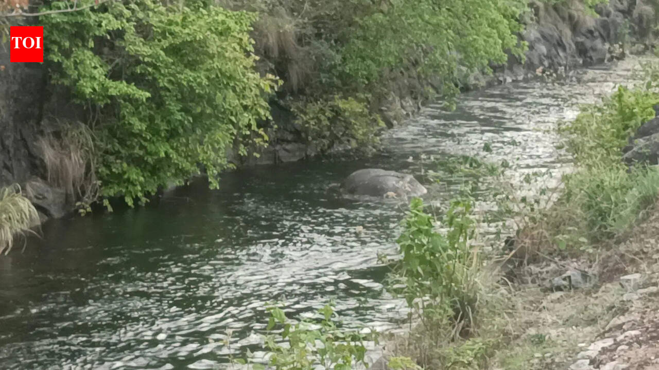 Tusker drowns after falling into 20ft contour canal in Pollachi ...