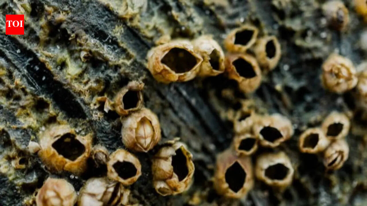 7 animals barnacles stick to and slow them down