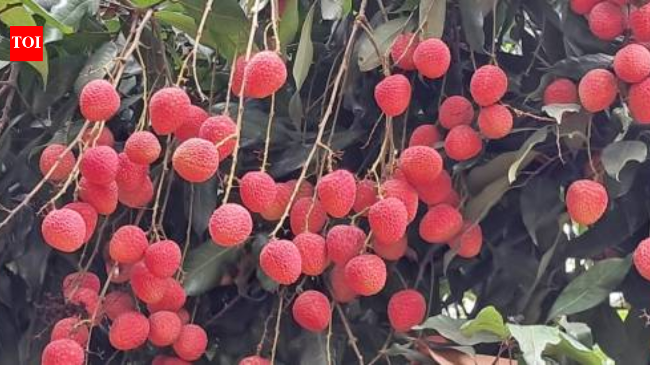 From GI-Tagged Tezpur Litchi to Bombai Litchi: The remarkable journey ...