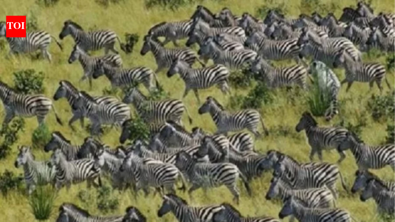 This viral Zebra puzzle has left thousands confused, can you find the ...