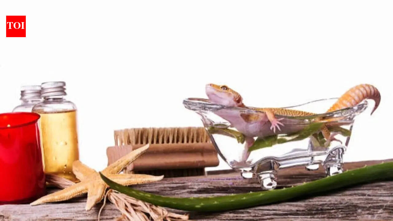 How to keep lizards away naturally using lemongrass oil: Easy home ...