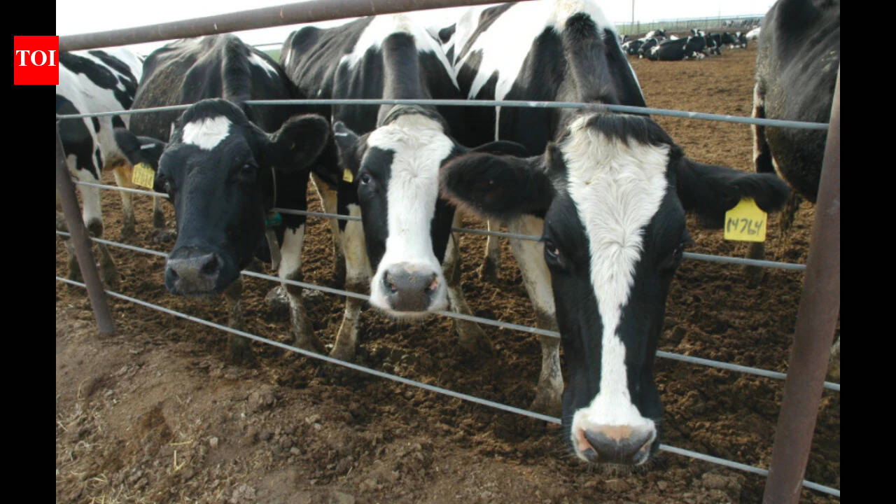 UK sees sharp rise in ‘battery cow’ farms as dairy industry faces ...