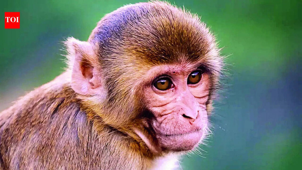 Farmer leaders urge for quick resolution to rising monkey menace ...