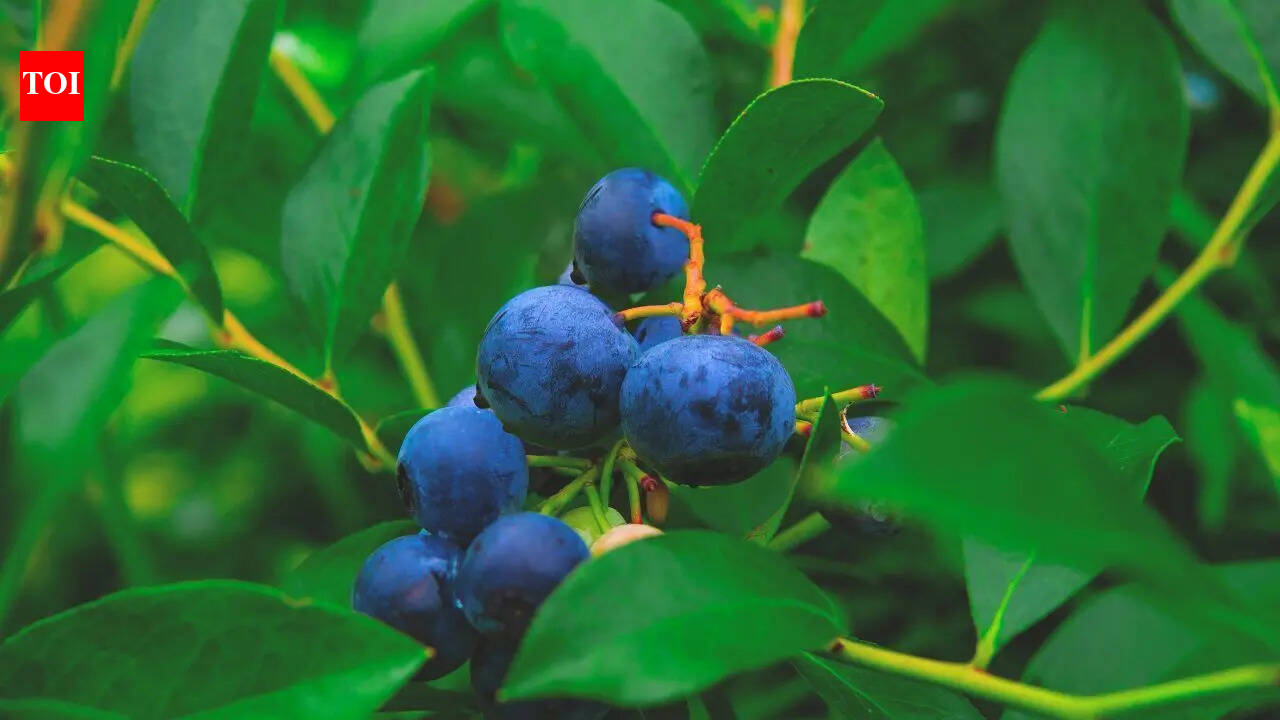 After 188 years, rare wild blueberries rediscovered in Arunachal - The ...