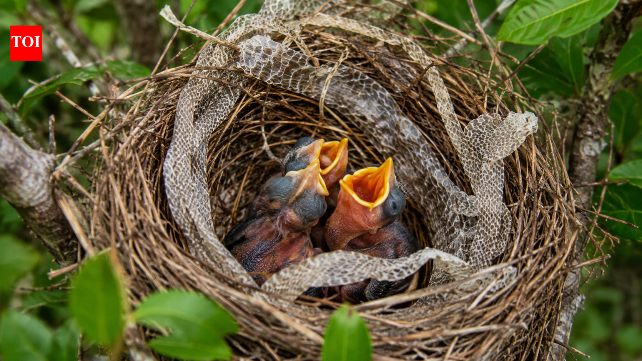 Why some birds decorate their nests with snake skin: The reason is ...