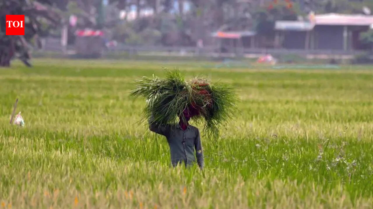 Searing heat, crop damage send fodder prices soaring in Hry ...