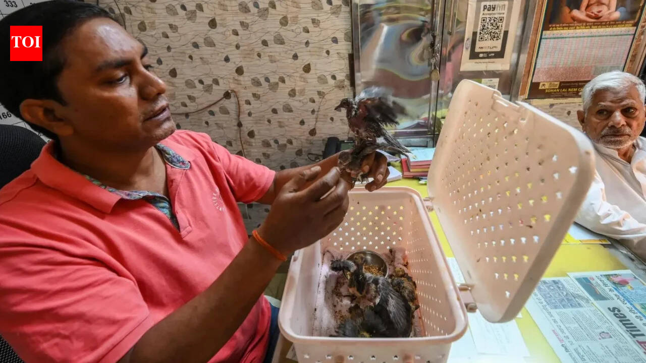 Rescuers are rushing dehydrated and sick birds to hospital, via ...
