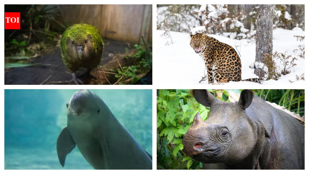 These animals have fewer than 100 left on earth—and their stories are ...