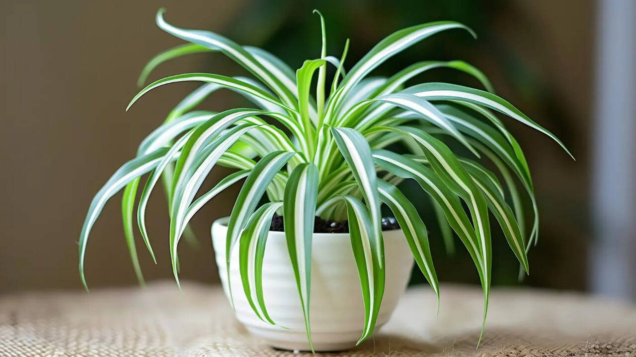 Why Spider Plants Are Perfect For Modern Homes