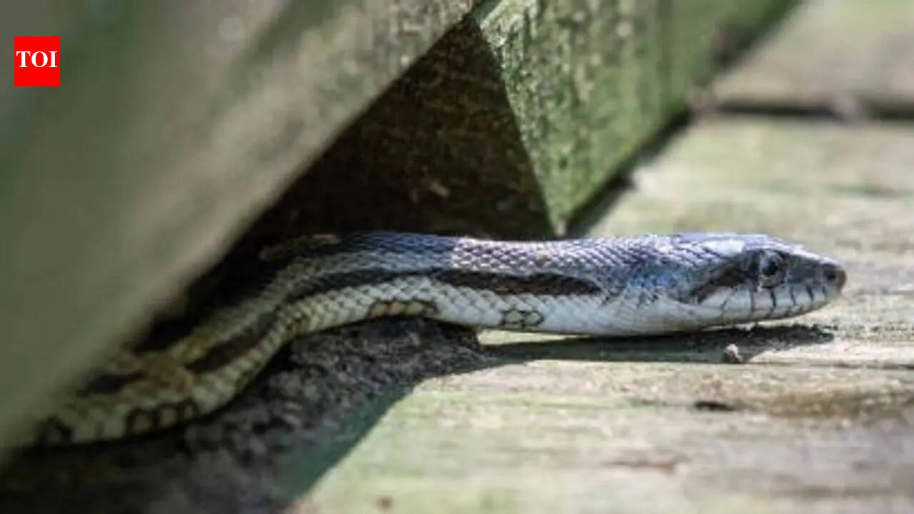 The surprising places snakes hide around homes during summer