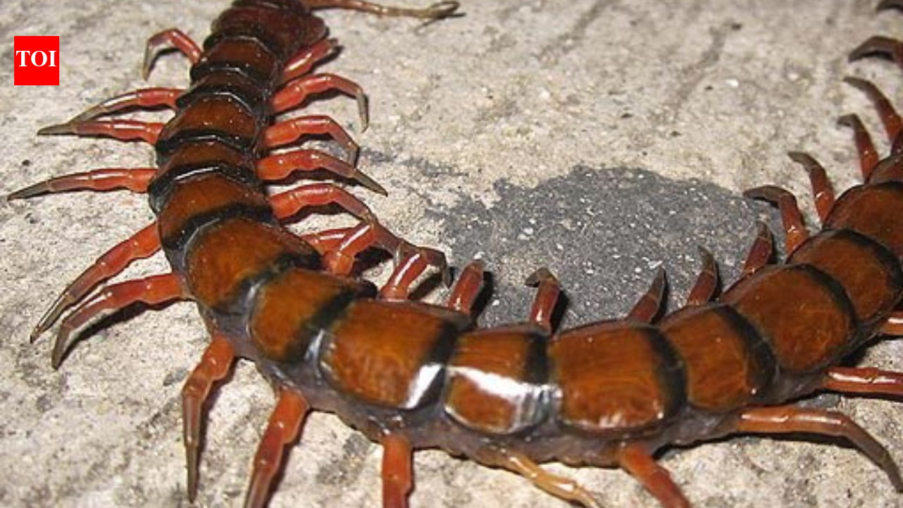 The Giant Amazonian Centipede is straight out of a horror movie