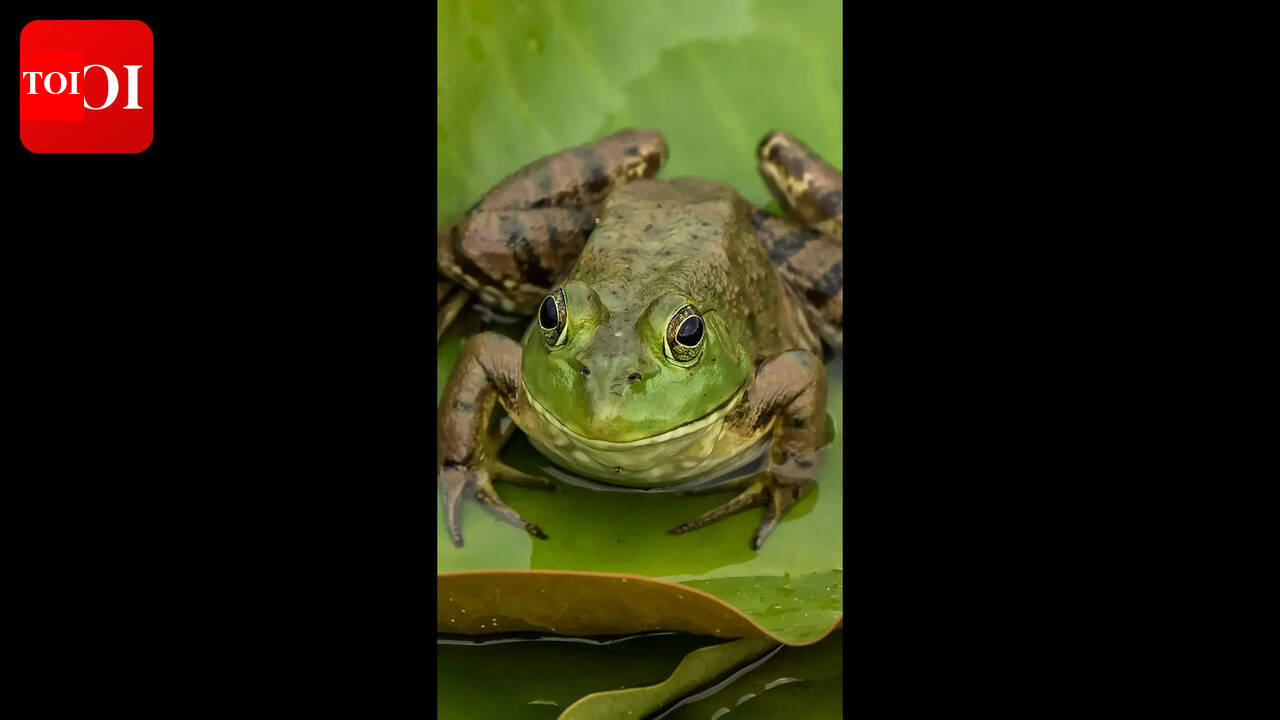 Forest dept warns against bullfrog poaching, patrolling teams on alert ...