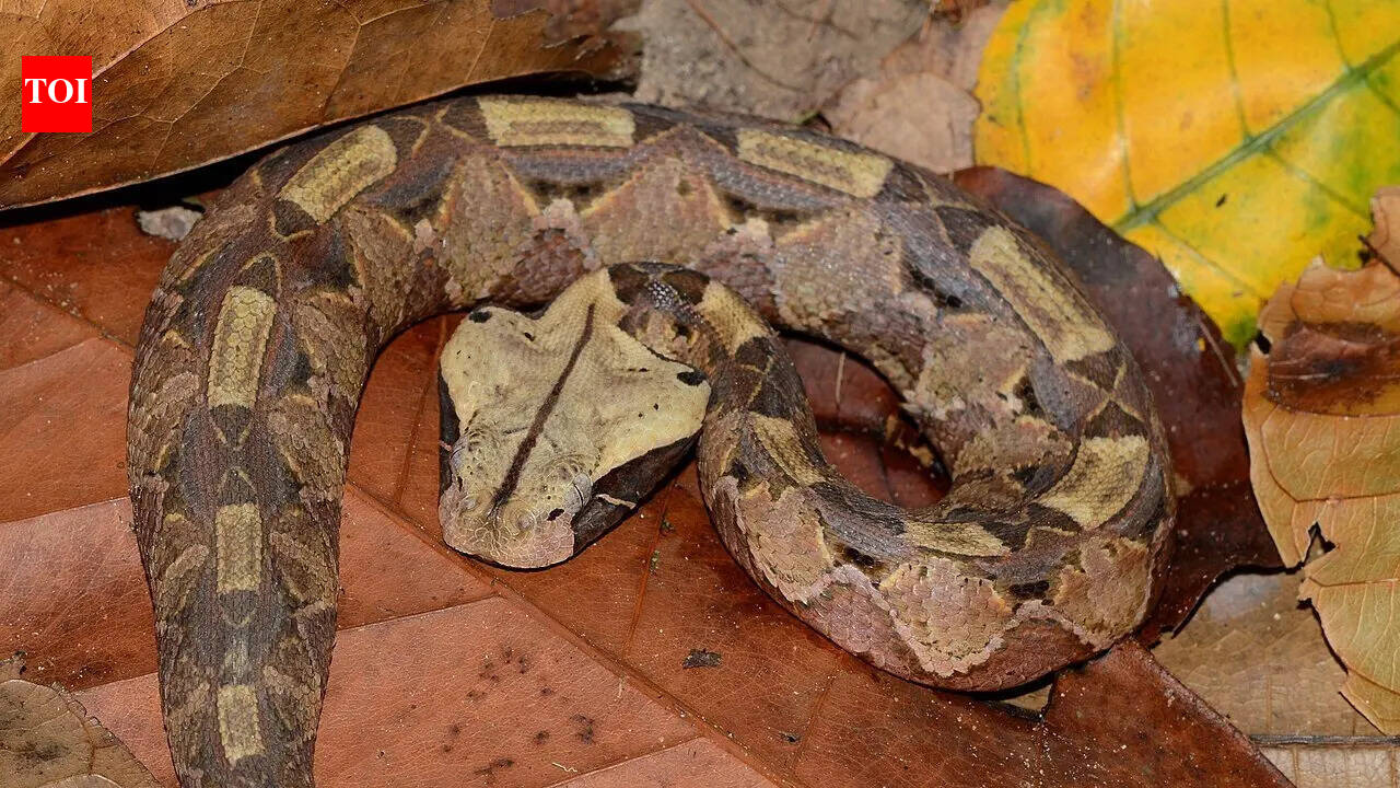 How to identify Gaboon Viper: Key physical features, range, habitat ...