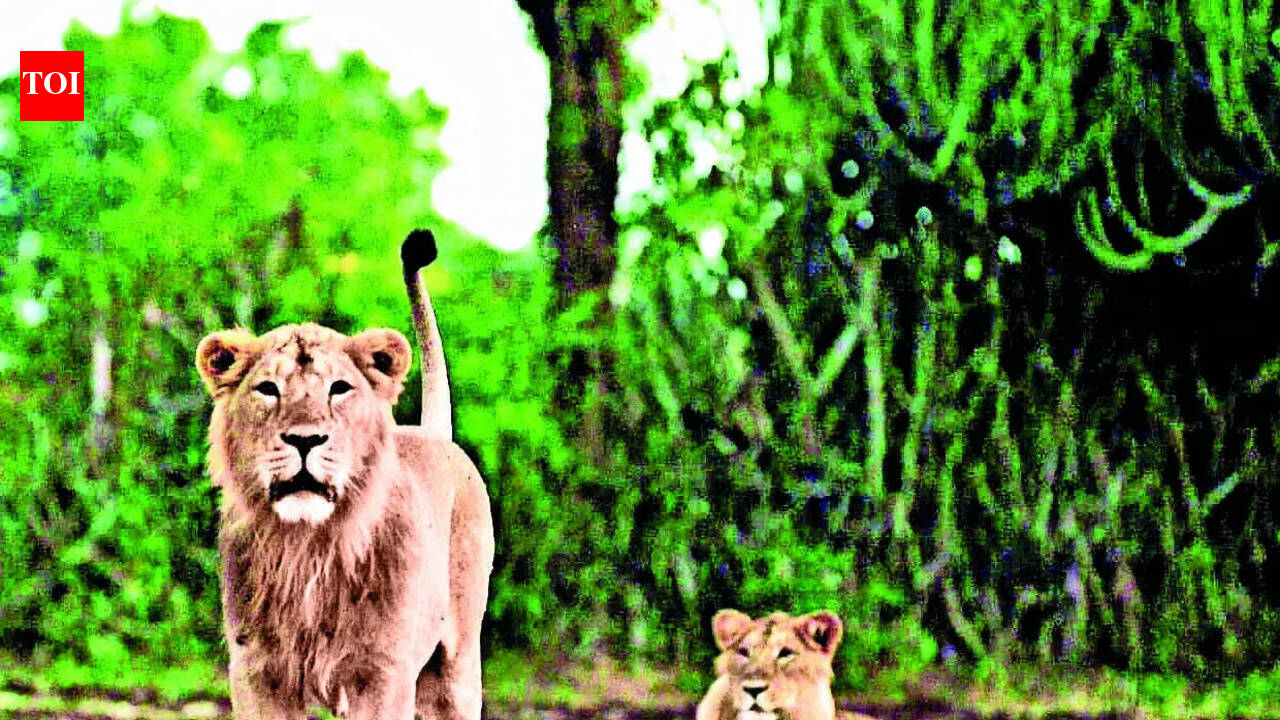 8 cubs dead; lions in 10km radius isolated | Ahmedabad News - The Times ...