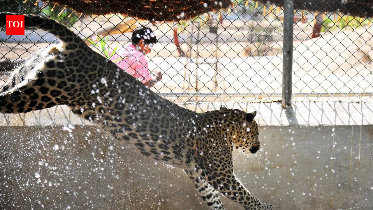 Watermelon sugar high: Indroda big cats, birds shift to juicy diet to ...