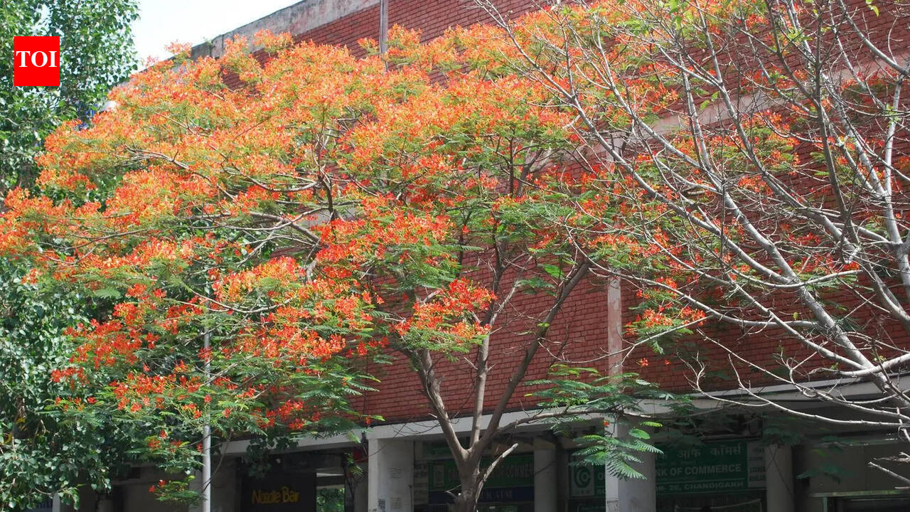 Summer blaze of red & gold | Chandigarh News - The Times of India