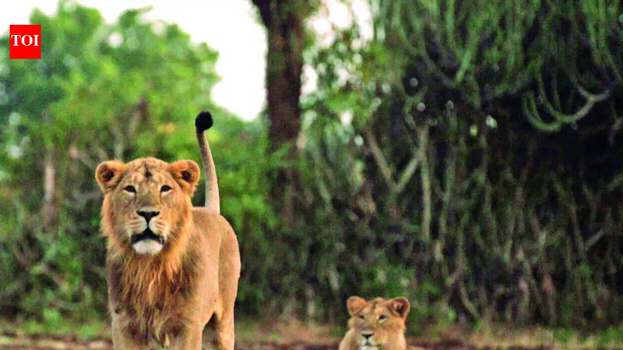 13 Lion deaths: CDV-Babesia combined infection behind fatalities ...