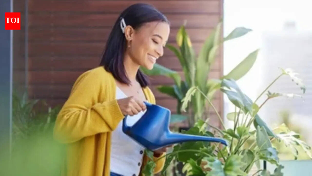 Morning vs evening watering: Which is better for your plants during ...