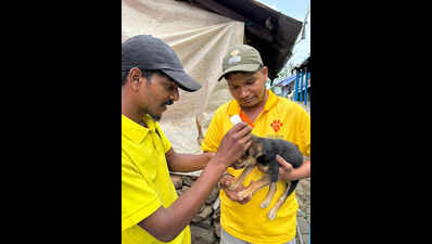 Kodaikanal anti-rabies vaccination drive reaches 3,400 dogs in six days ...