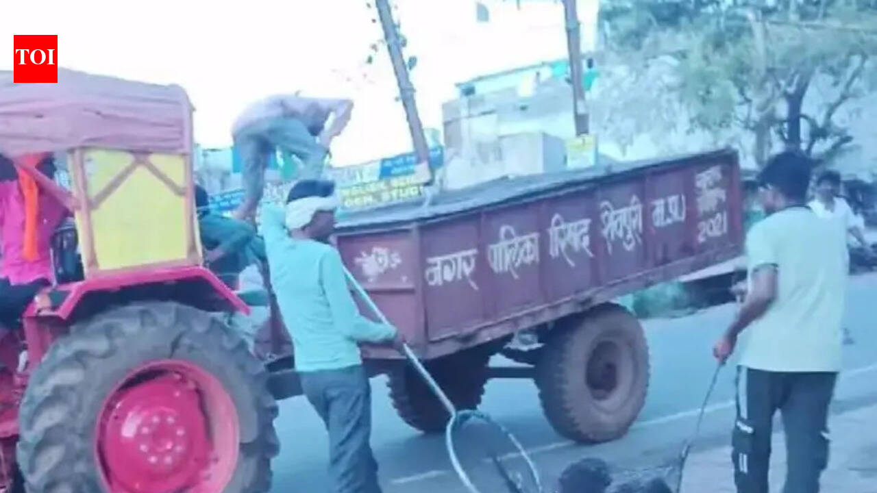 Horror on streets: Stray dog bites 65 people in a few hours in MP’s ...