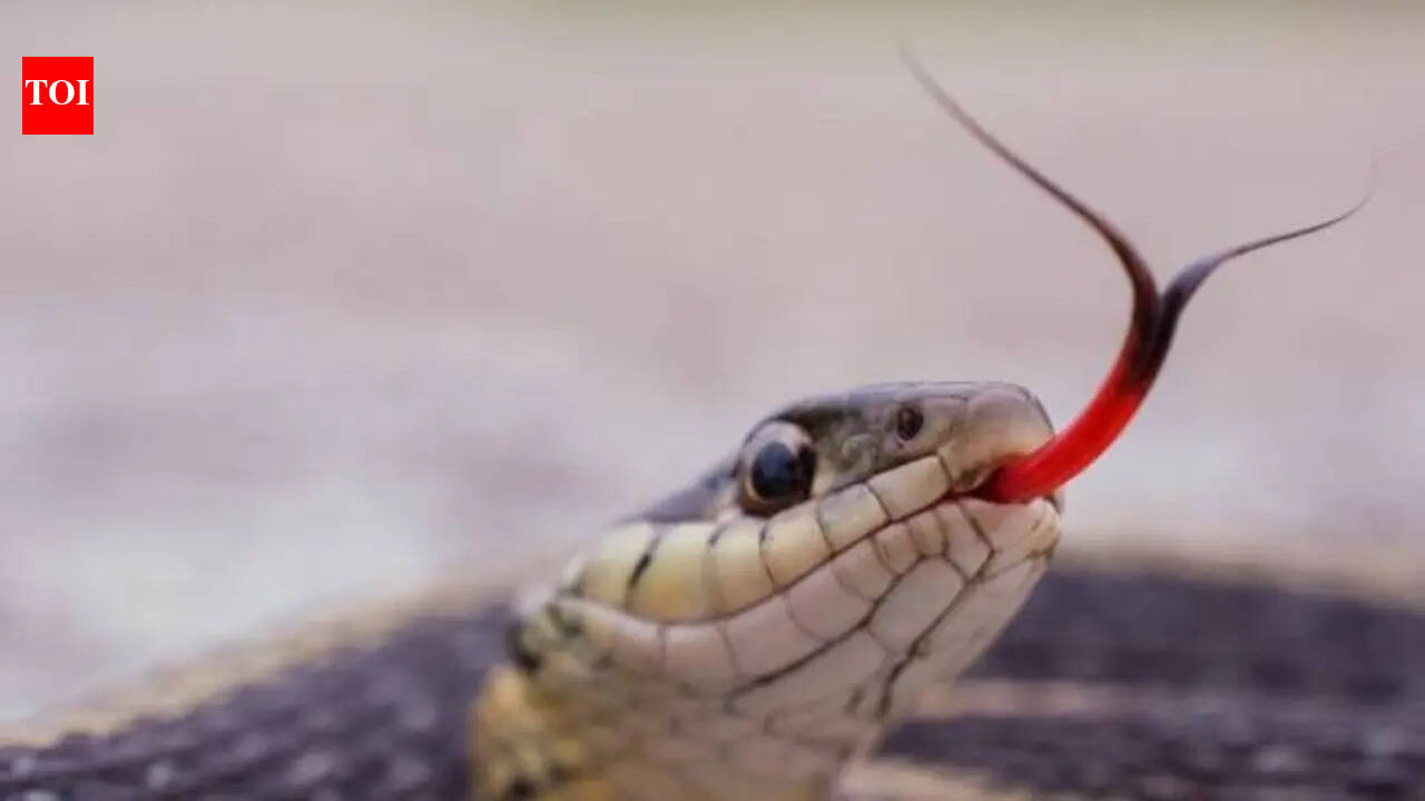 Why do snakes have forked tongues? The surprising science behind this ...