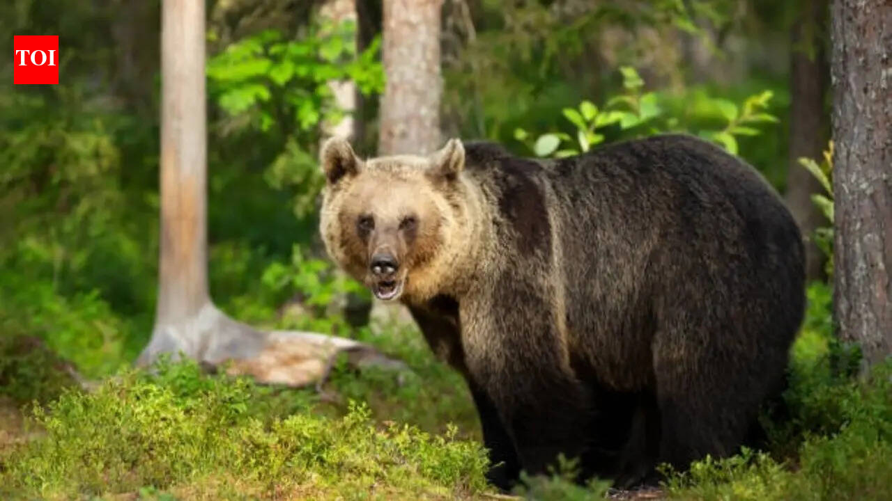 Not just fish and honey: 7 Weird things bears actually eat in the wild