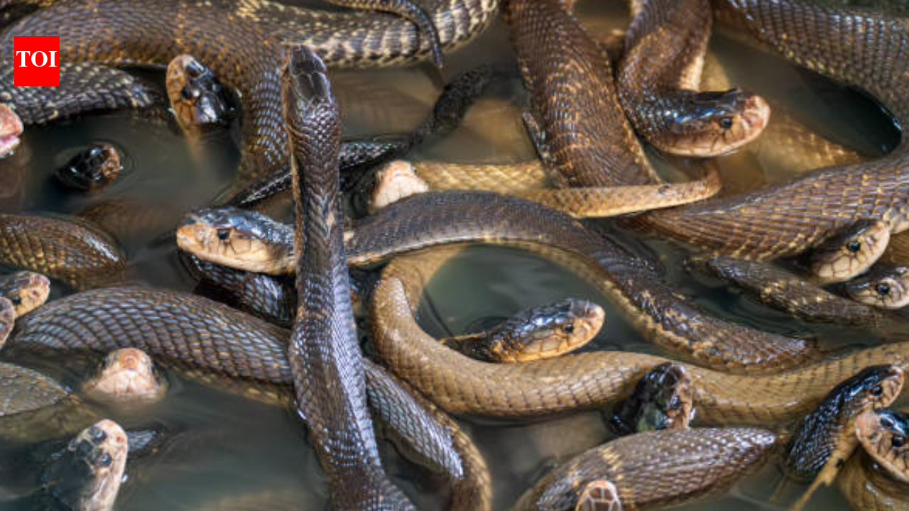 Snakes that are highly social: If you see one of these snakes, chances ...