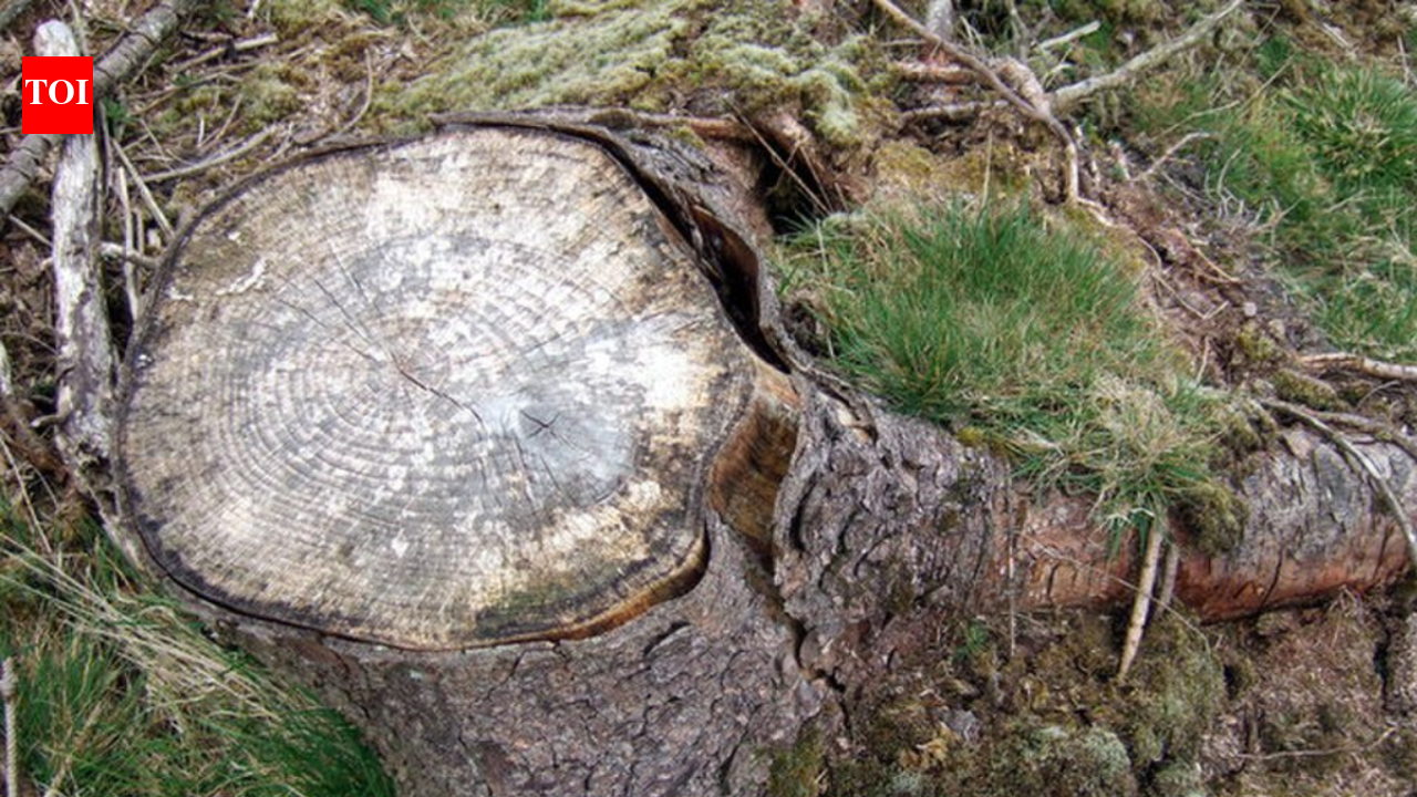 In 2021, tree rings pinpointed a Norse camp in Newfoundland to one ...