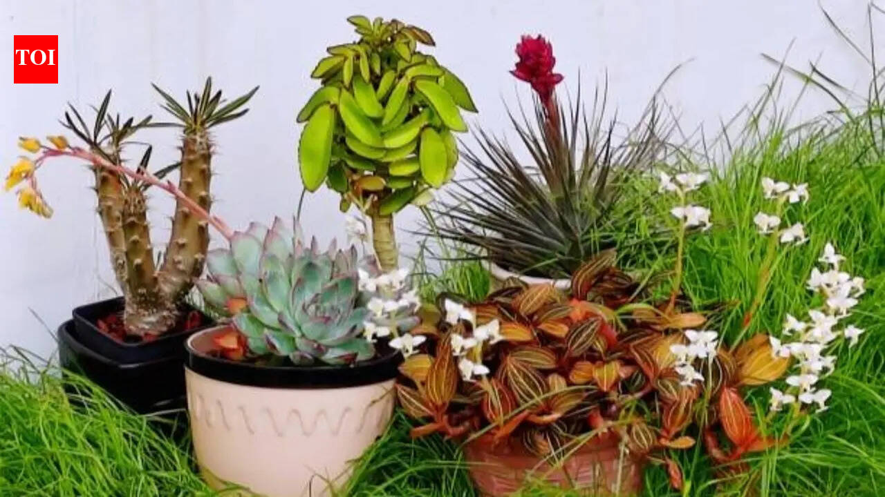 6 amazing plants that can grow from a single leaf