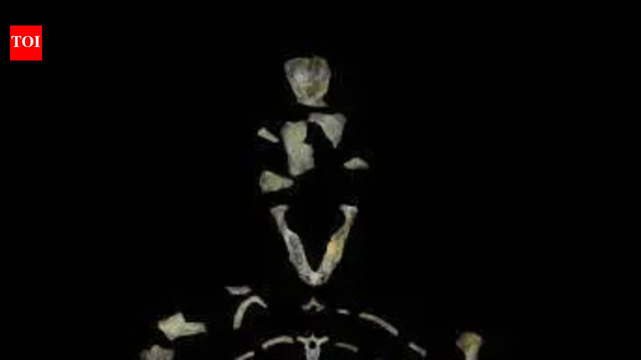 In 1974, a tiny bone found in Ethiopia changed what we know about human ...