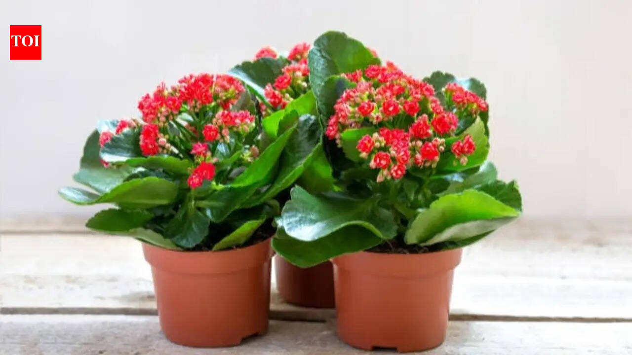 6 Beautiful plants that thrive with very little sunlight