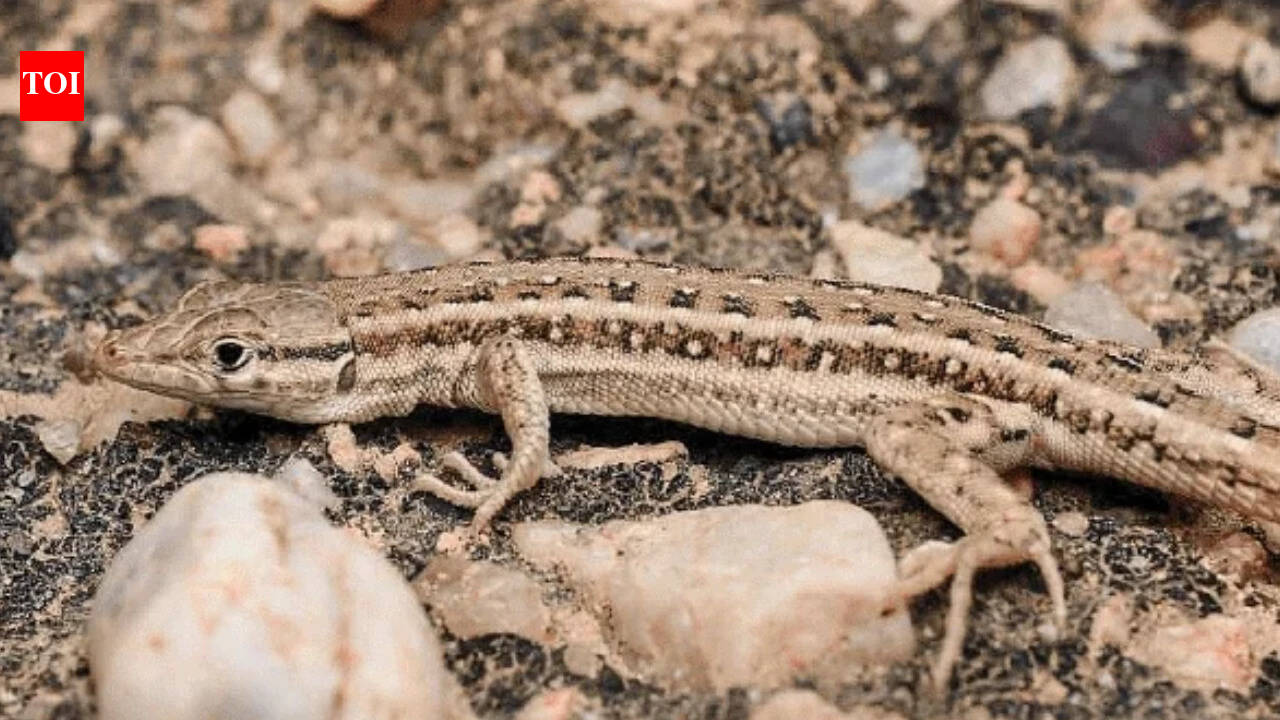 New lizard species found in Rajasthan, Mesalina’s first record in India ...
