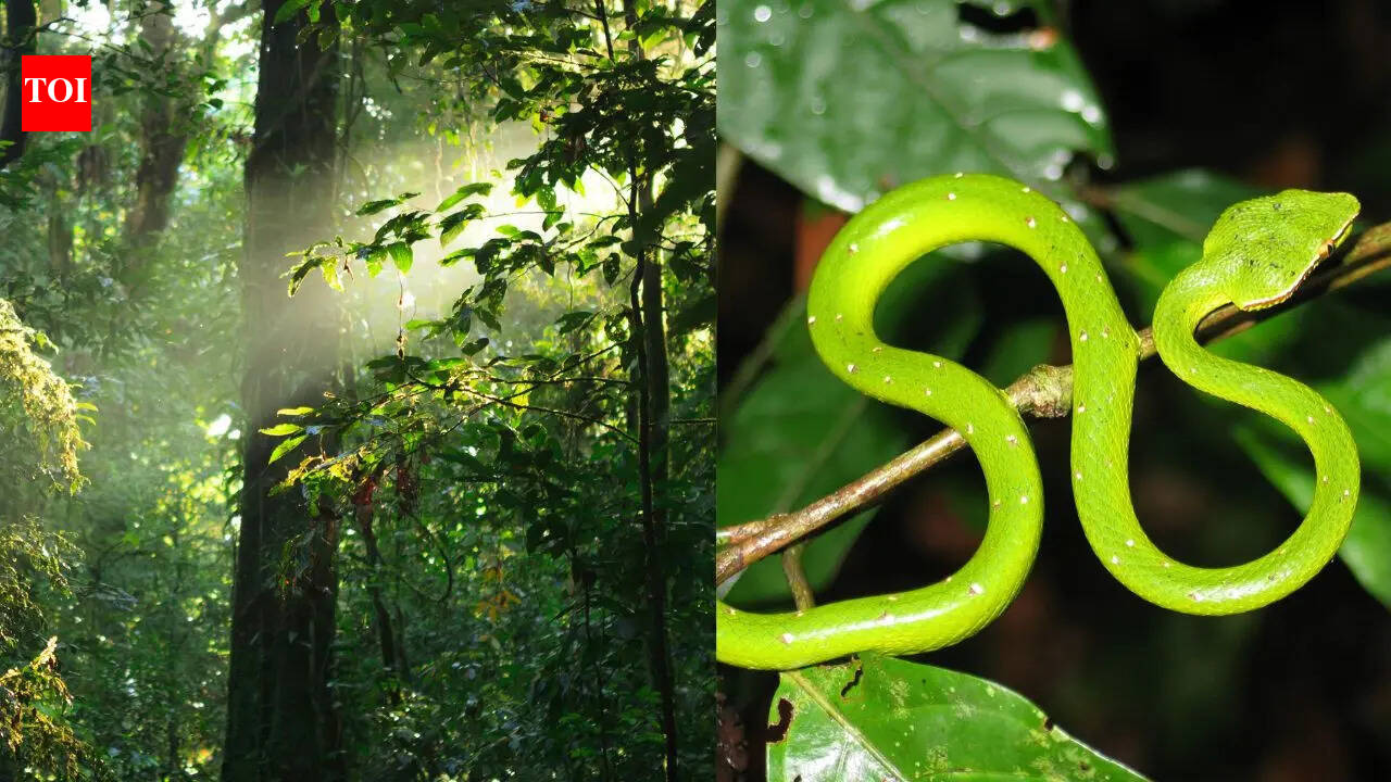 The rare and unique snakes of the Amazon forests