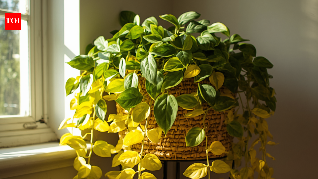 Money plant leaves turning yellow? This simple 15-day fix can make them ...