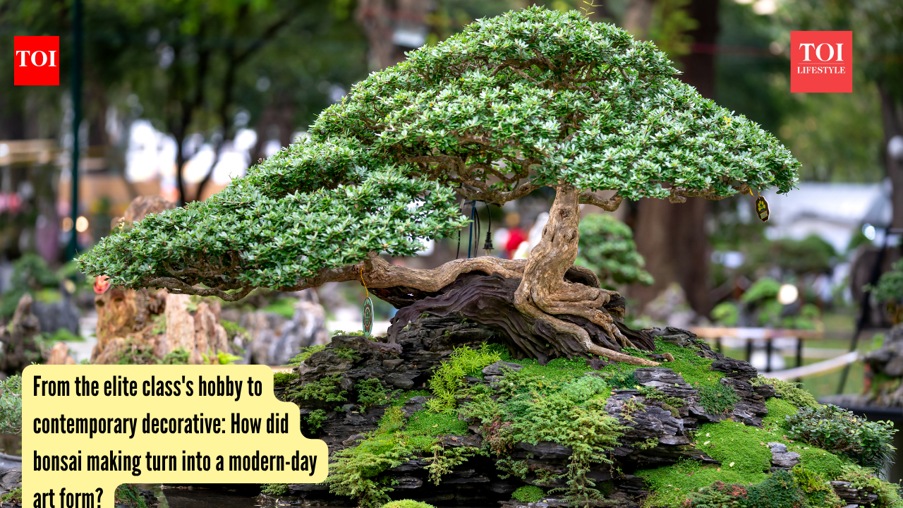 From the elite class's hobby to contemporary decorative: How did bonsai ...