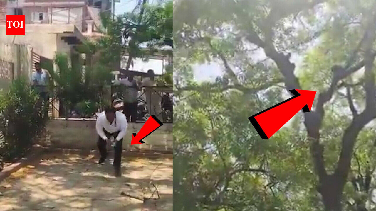 Monkey Snatches ₹2 Lakh Bag In UP Court, Climbs Tree And Showers ...