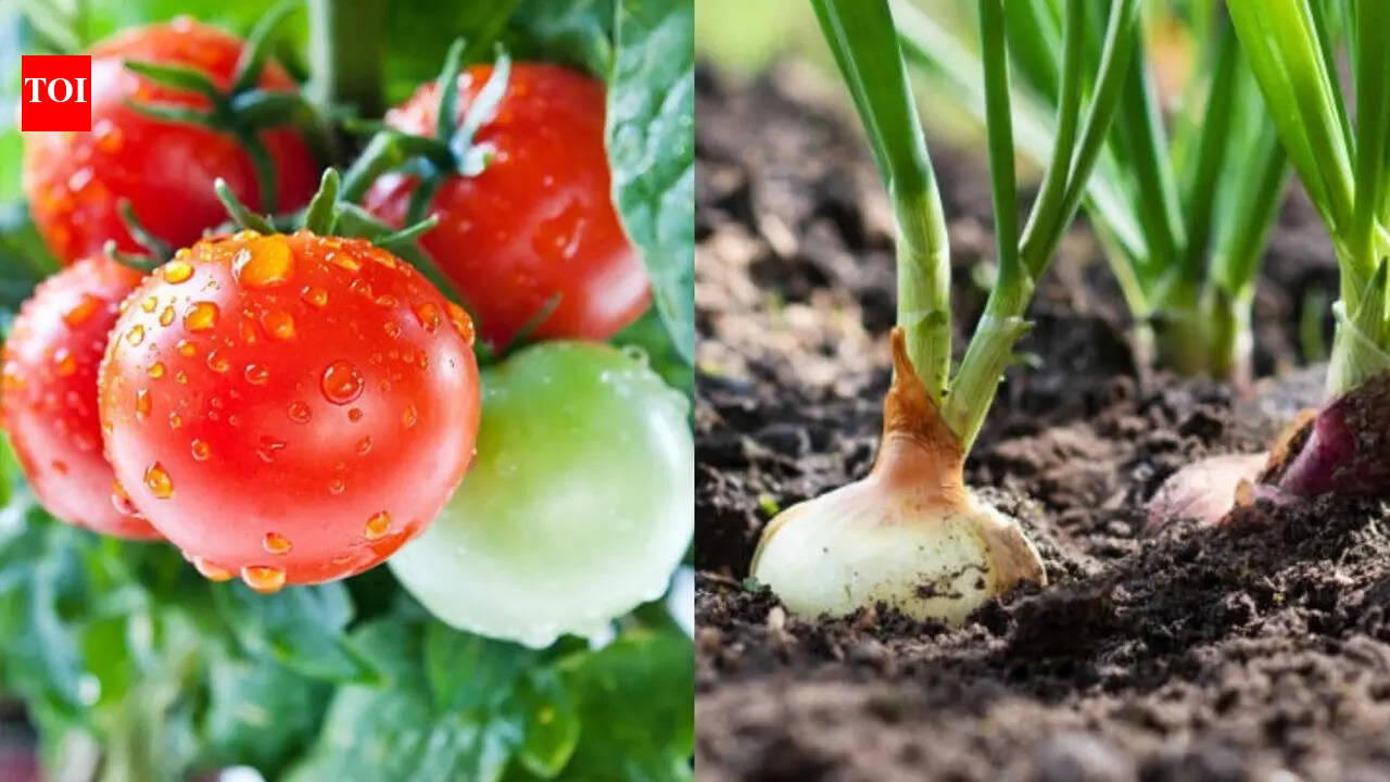 Grow an entire salad bowl on your balcony: 8 plants that keep producing ...
