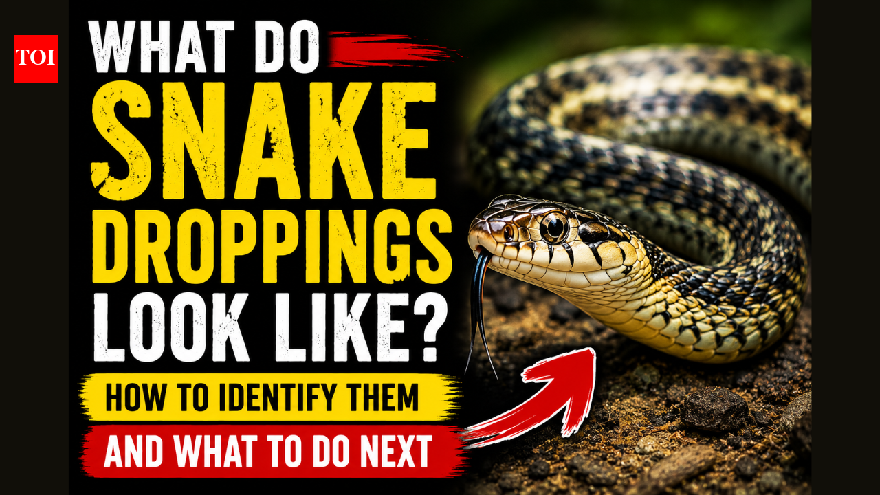 What do snake droppings look like? How to identify them and what to do next