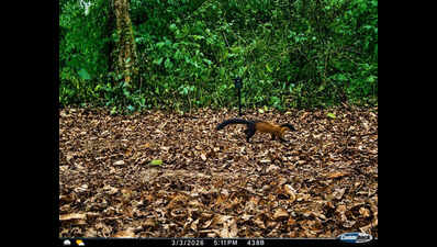 Yellow-throated marten spotted in Kaziranga | Guwahati News - The Times ...