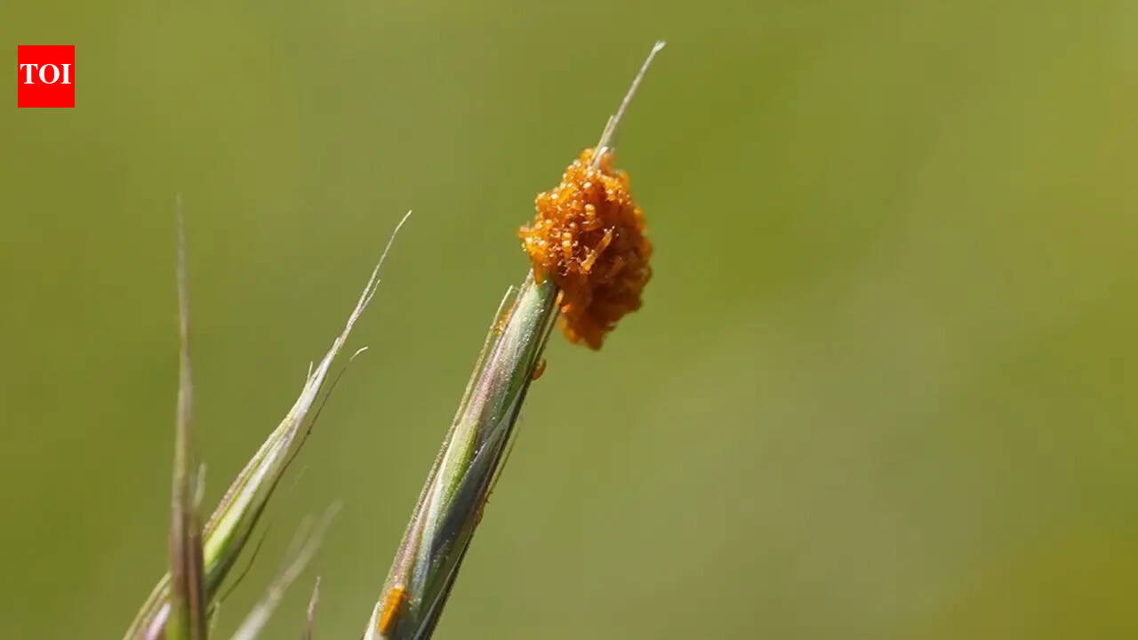 Bee-Hunting Beetles: Bee-hunting beetles found mimicking flower scents ...
