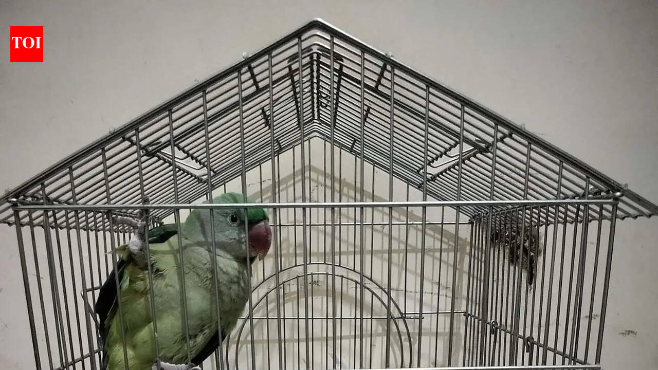 Protected Alexandrine parakeet rescued from captivity in Gurgaon ...