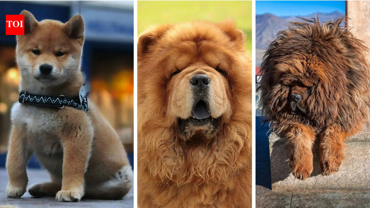 Fox, bear, wolf, or lion? These 5 dogs are often confused for wild animals