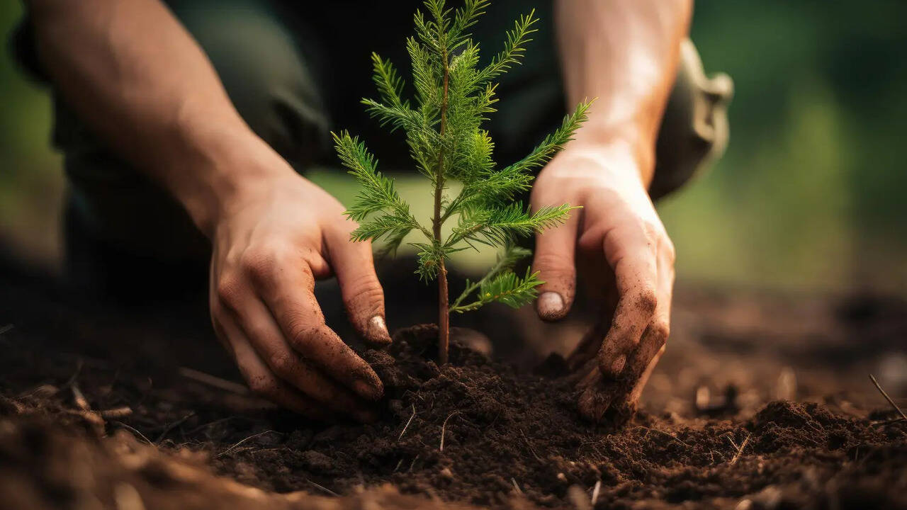 World Environment Day 2026: How Many Trees Does One Person Need to ...